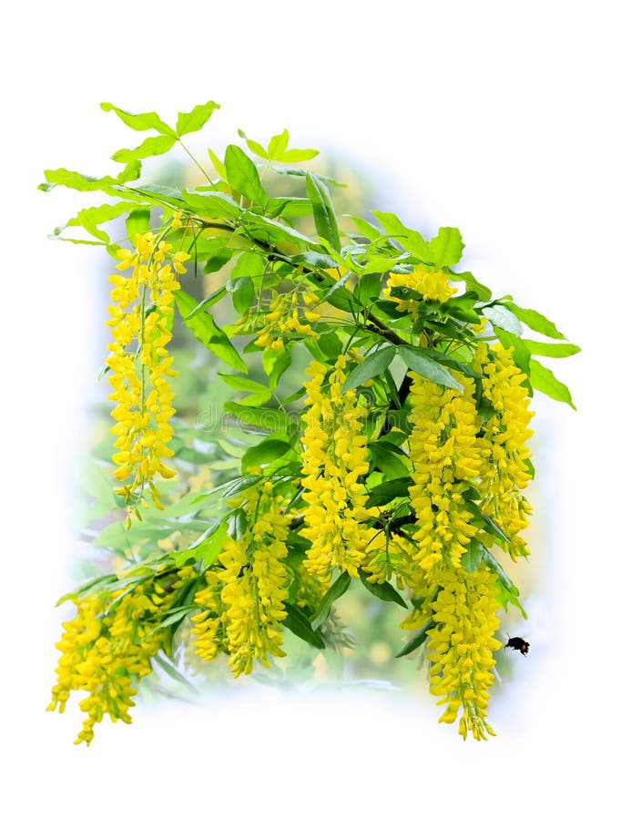 Yellow acacia stock photo. Image of floral, natural, plant - 5305792