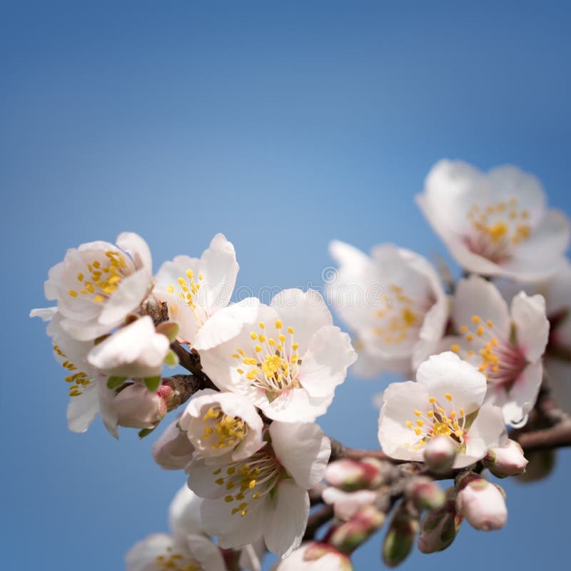 Flowering almond branch stock image. Image of gardening - 13287629