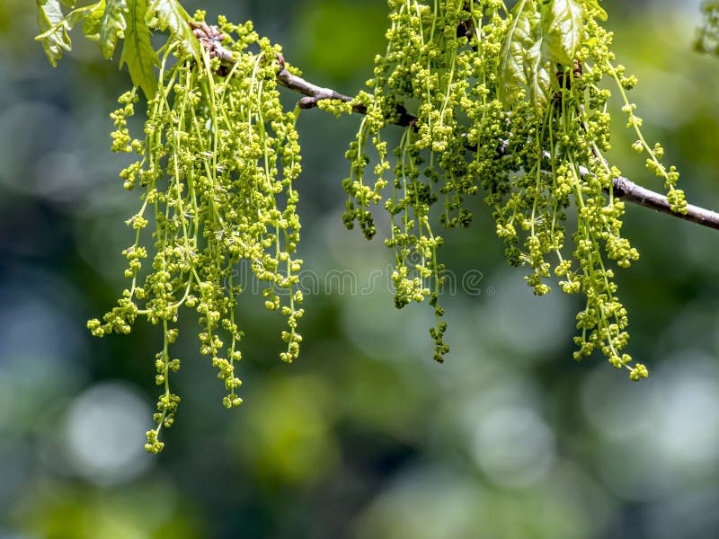 Branch of a Flowering Oak with Young Leaves Stock Image - Image of leaf ...