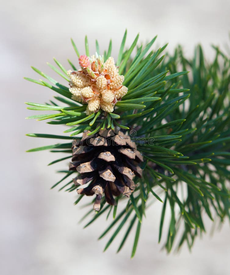 A Branch of a Flowering Pine Tree with a Cone. Stock Image - Image of ...