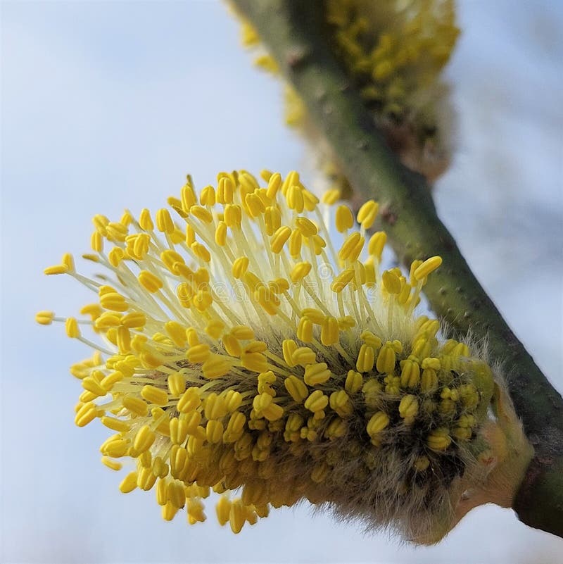 Branch of flowering Salix stock image. Image of flowers - 274657809
