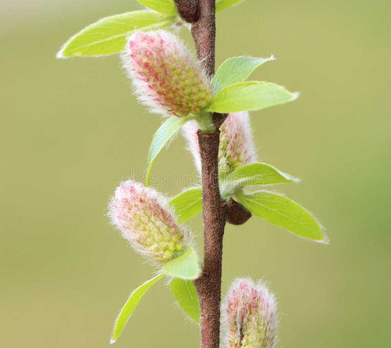 Branch of Salix stock photo. Image of background, botany - 319867052