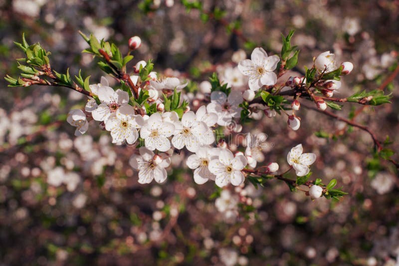 Branch of flowering tree stock photo. Image of nature - 90521792