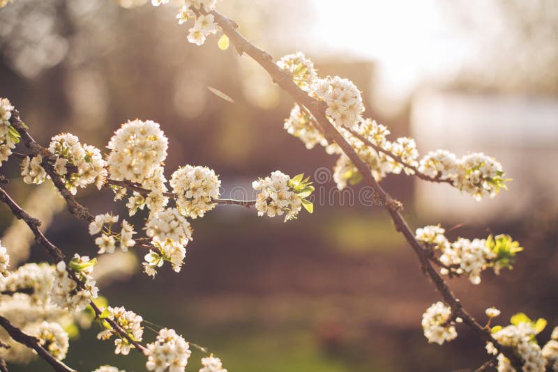 Branch of a Flowering Tree. Stock Photo - Image of closeup, landscape ...