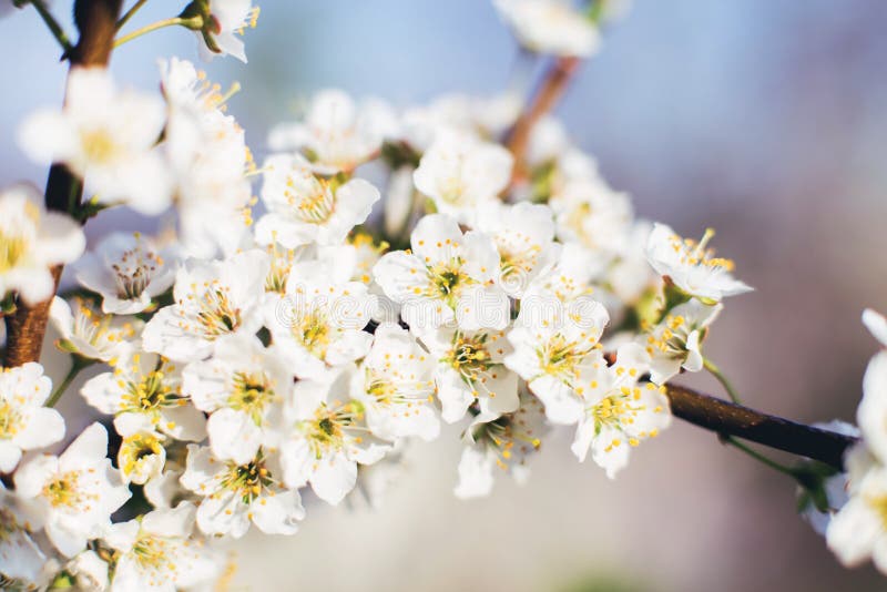 Branch of a Flowering Tree. Stock Image - Image of bright, flower ...