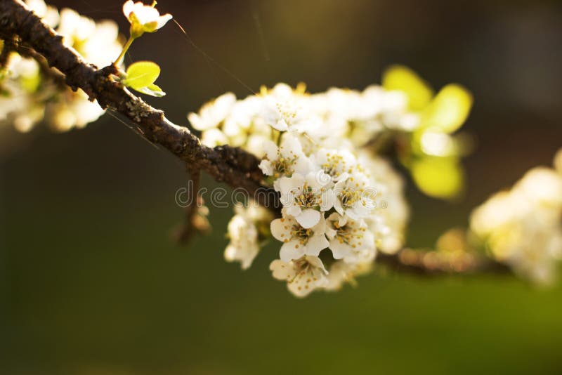 Branch of a Flowering Tree. Stock Photo - Image of flora, garden: 119865356