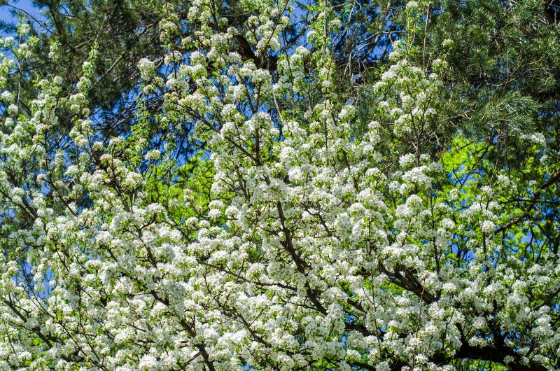 A branch of flowering tree stock photo. Image of park - 70198708