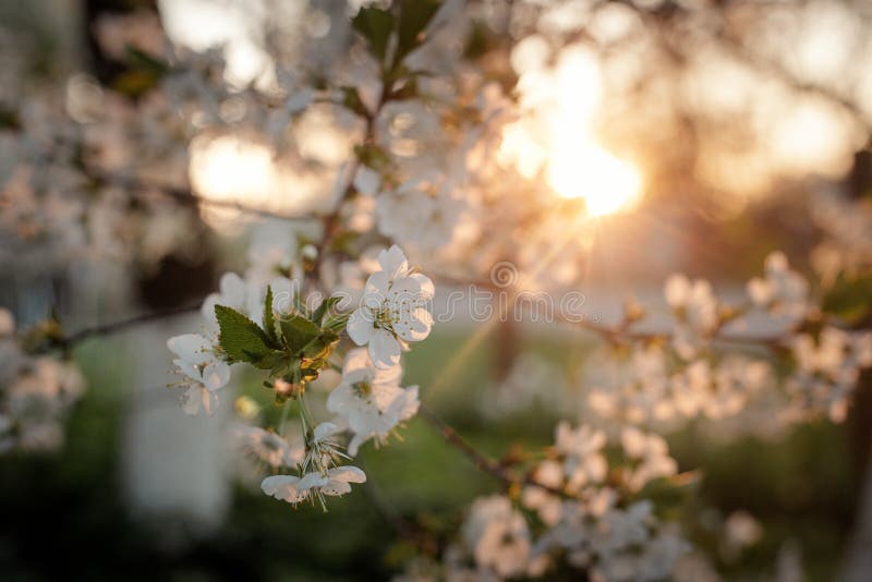 Branch of a Flowering Tree at Sunset. Fruit Tree with White Flowers ...