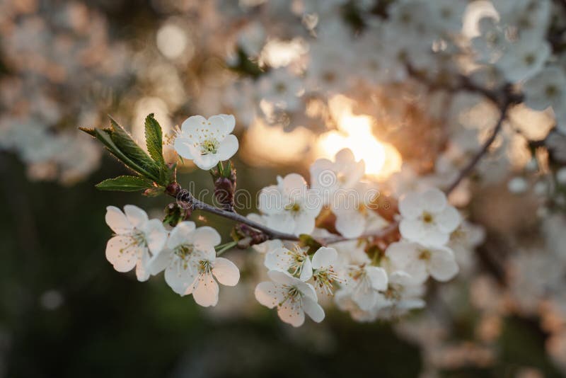 Branch of a Flowering Tree at Sunset. Fruit Tree with White Flowers ...