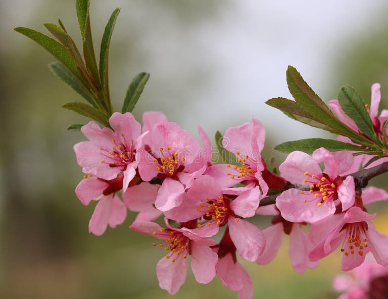 1,391 Almond Tree Pollination Stock Photos - Free & Royalty-Free Stock ...