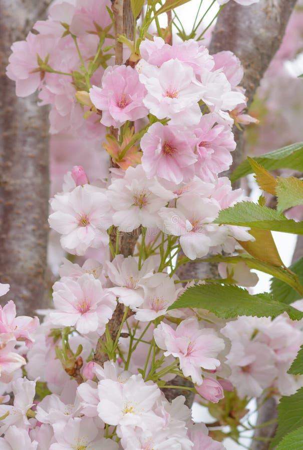 Branch with Flowers of Cherry Stock Image - Image of botany, growth ...