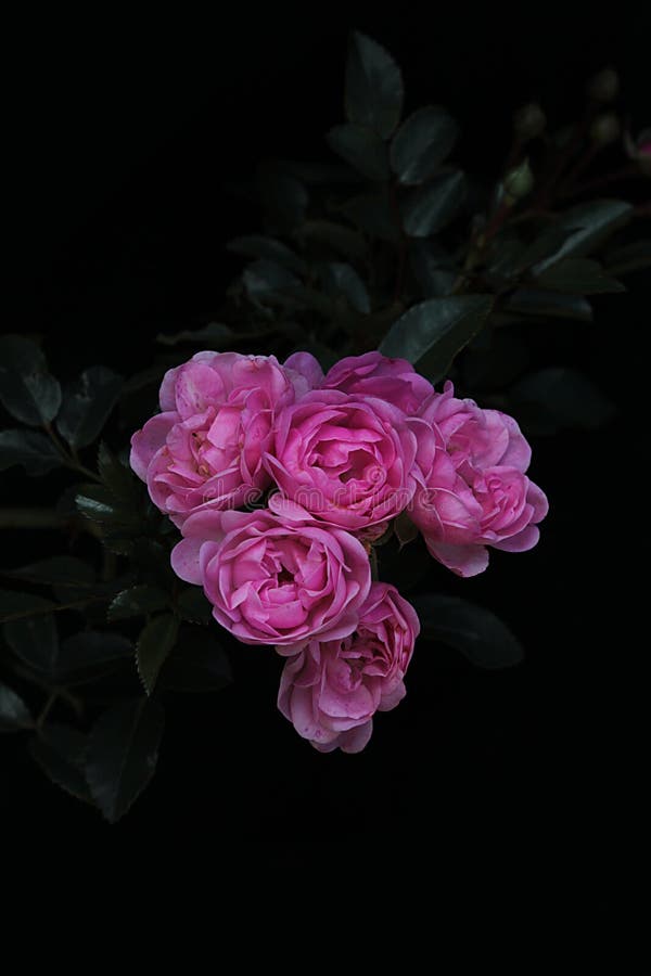 A Branch of Flowers Small Pink Roses on a Black Background Stock Photo ...
