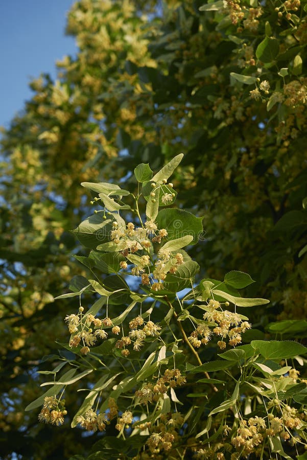 Branch with Flowers of Tilia Tree Stock Photo - Image of medicine ...
