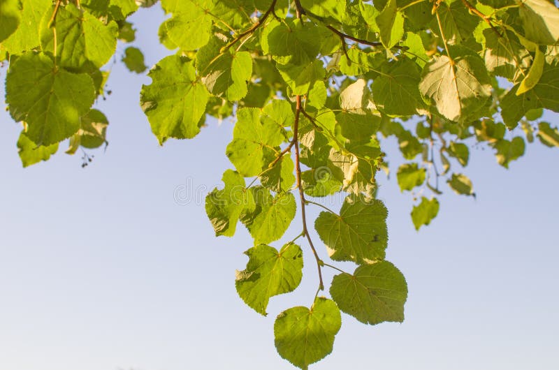 Branch with Foliage Tree Linden Stock Image - Image of lindenn, leaves ...