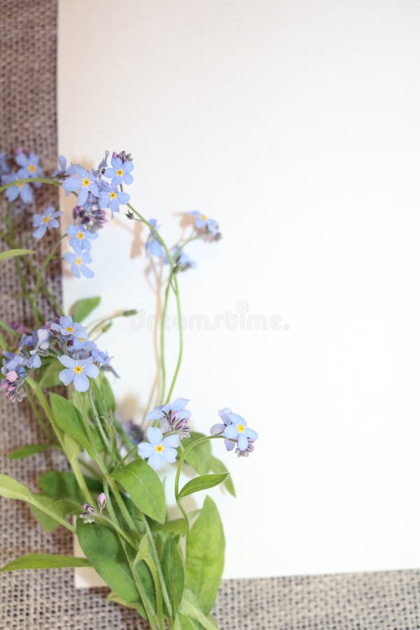 A Branch of Forget-me-nots on Paper Stock Photo - Image of empty ...