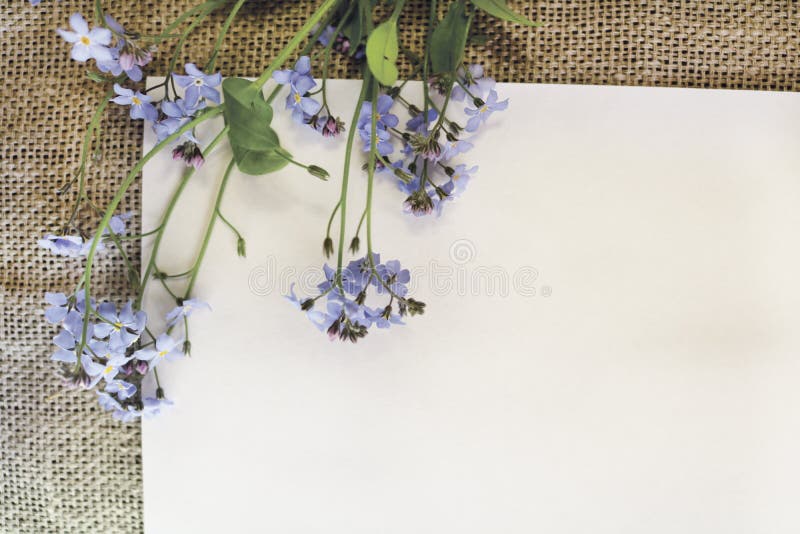 A Branch of Forget-me-nots on Paper Stock Image - Image of ...