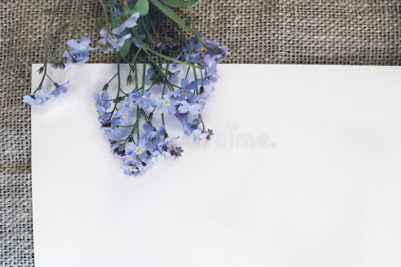 A Branch of Forget-me-nots on Paper Stock Image - Image of branch ...