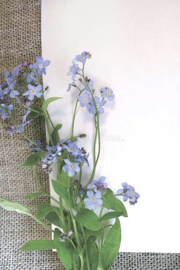 A Branch of Forget-me-nots on Paper Stock Photo - Image of empty, card ...