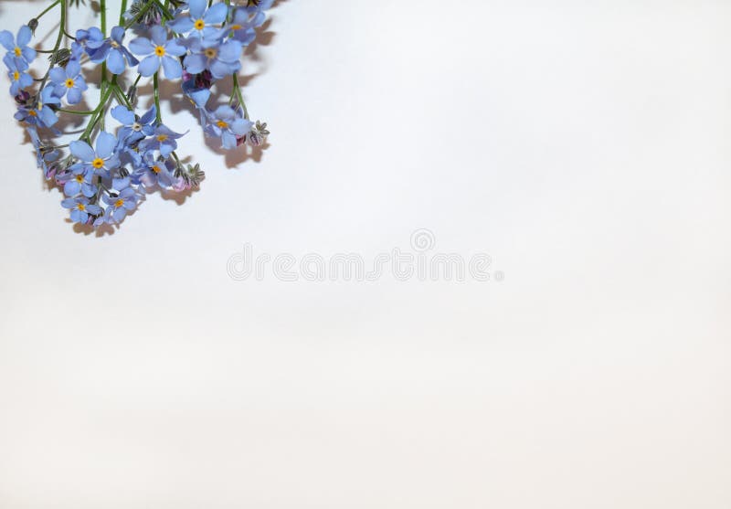 A Branch of Forget-me-nots on Paper Stock Image - Image of forgetmenots ...