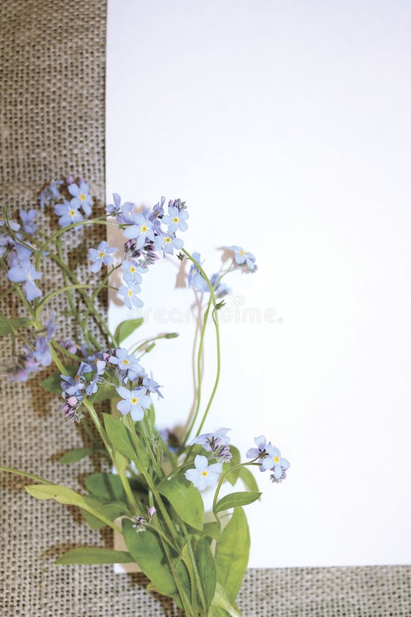 A Branch of Forget-me-nots on Paper Stock Photo - Image of message ...