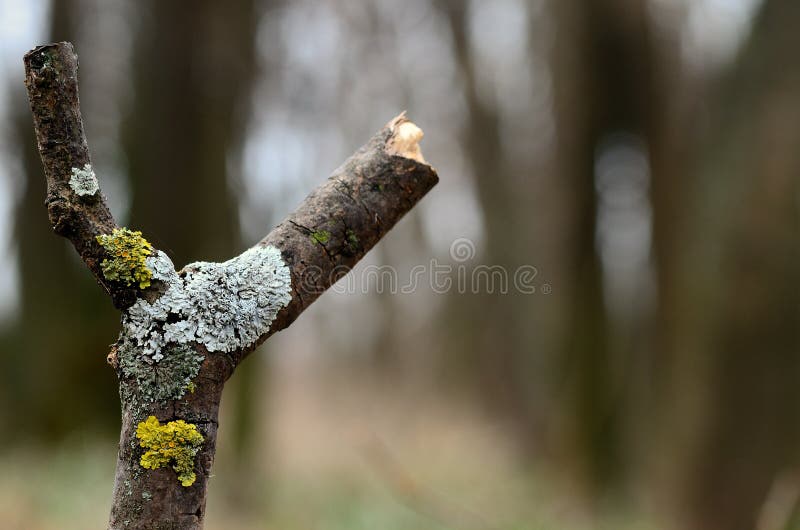 New Green Growth In Fork Of Old Tree Stock Photo - Image of fork, skin ...