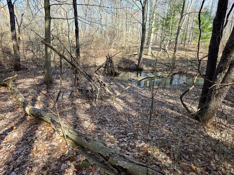 Branch Fort in a Woodland Creek Stock Image - Image of forest, dirt ...