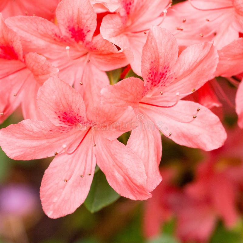 Branch with a Fragrant Red Flowers Azaleas Stock Image - Image of ...
