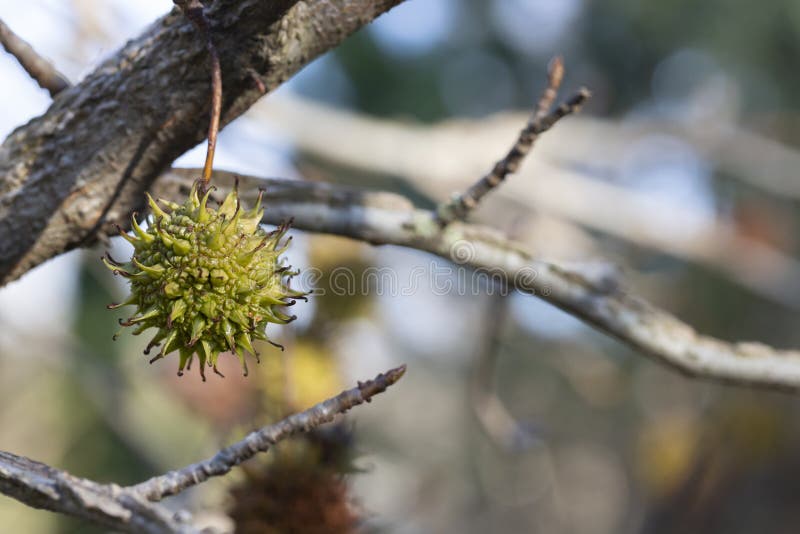 Branch of a Fragrant Tree with Round Prickly Fruits Liquidambar ...