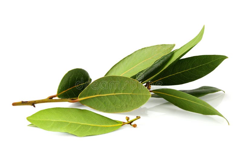 Branch of fresh Bay tree stock photo. Image of food - 141864410