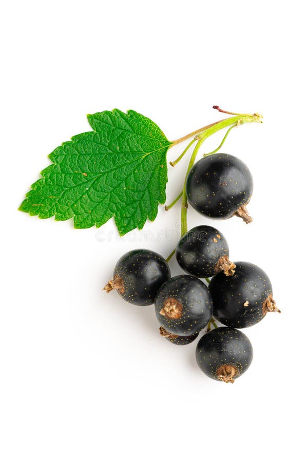 Branch of Fresh Blackcurrant with Leaves on a White Background Stock ...