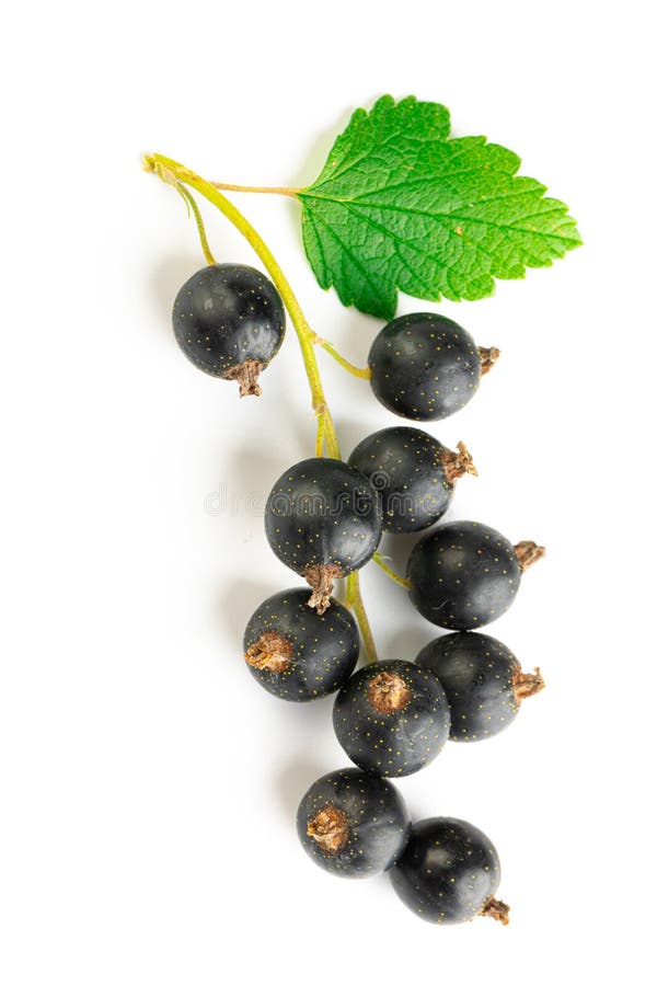 Branch of Fresh Blackcurrant with Leaves on a White Background Stock ...