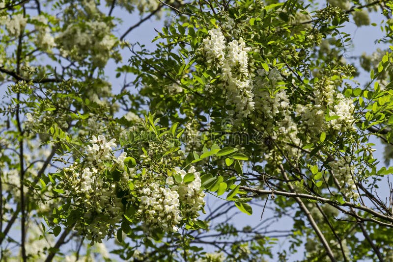 Branch with Fresh Bloom of Acacia-tree or Common Locust Flower in Park ...