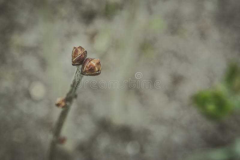 Branch of Fresh Buds in Early Spring, Selective Focus. Spring or Stock ...