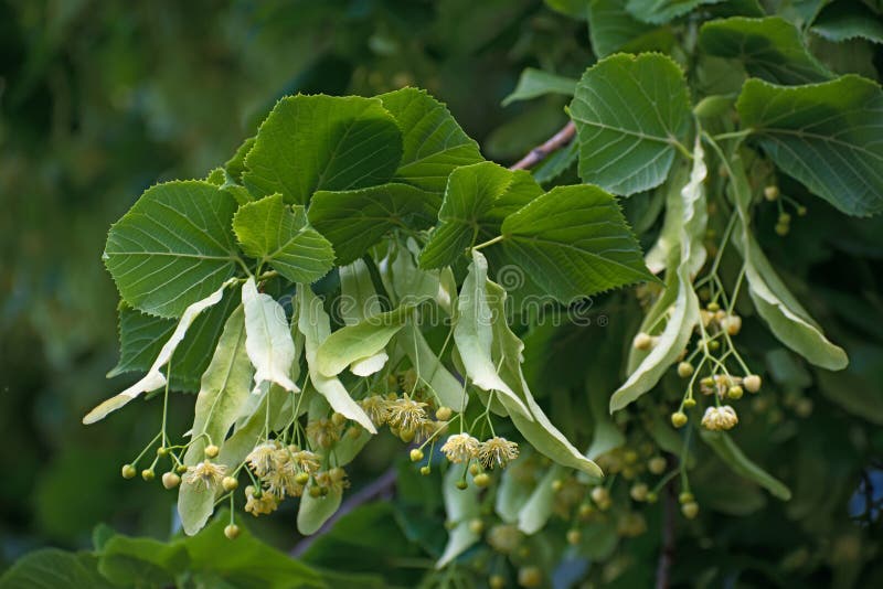 1,197 Flowering Linden Tree Stock Photos - Free & Royalty-Free Stock ...