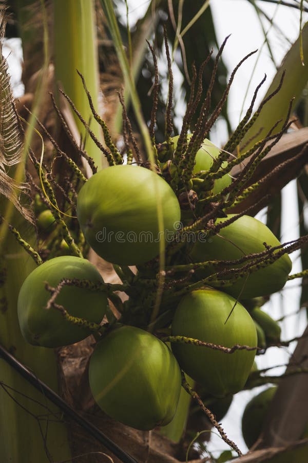 Branch of Fresh Green Coconuts Growing Stock Image - Image of dessert ...