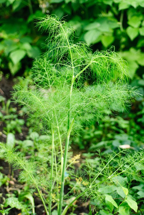 Branch of Fresh Green Fennel Stock Image - Image of branch, fresh: 25314303