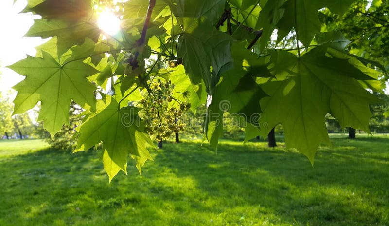 Branch with Fresh Green Leaves of Maple Tree Lit by Sun Stock Photo ...
