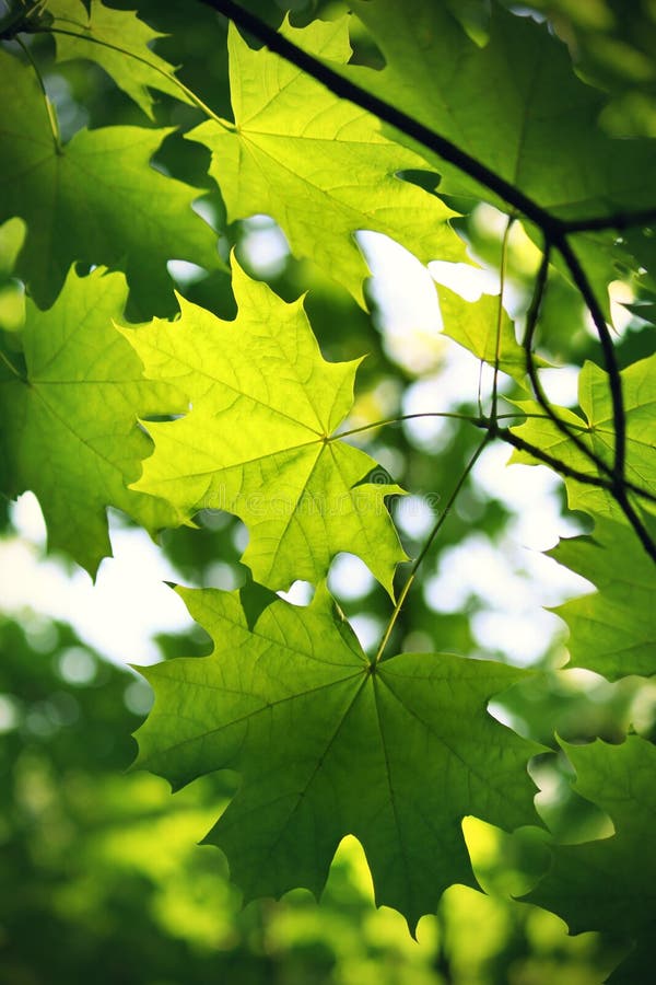 Branch of green maple stock photo. Image of season, outdoors - 114877694