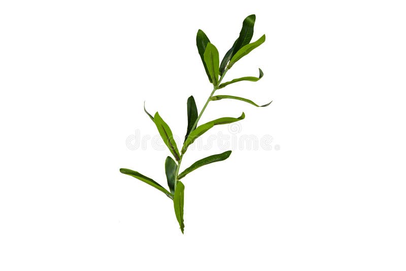 Branch with Fresh Green Ruscus Leaves on White Background Stock Image ...