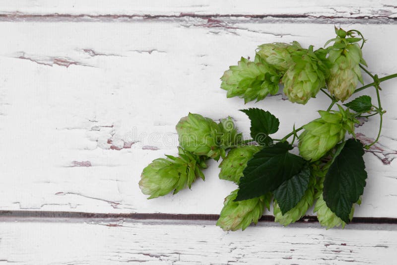 Branch with Fresh Hops and Leaves on White Wooden Table, Top View ...