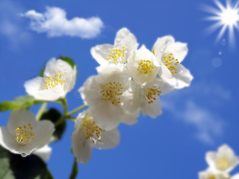 A branch of fresh jasmine stock image. Image of blur - 18728509