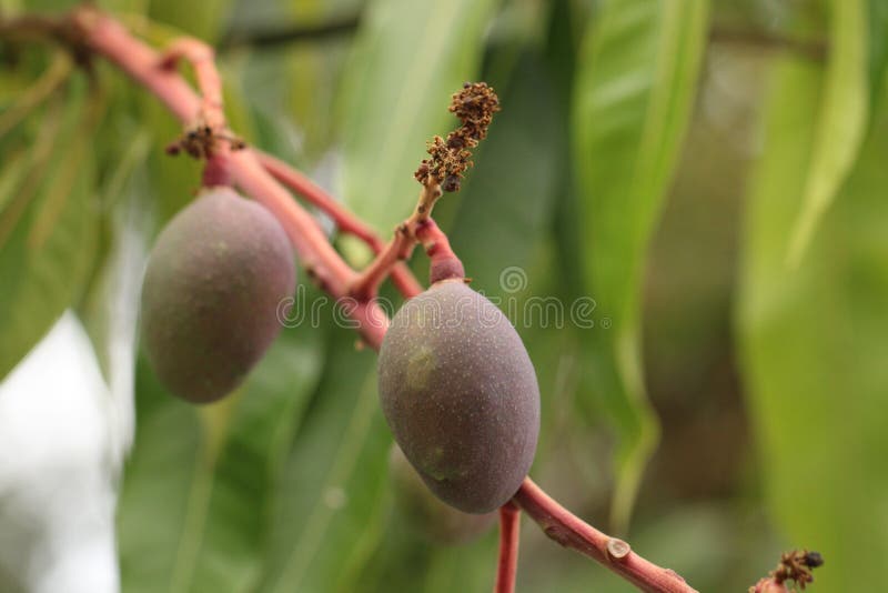 Fresh Mango with Cubes and Slices Against a White Background Stock ...