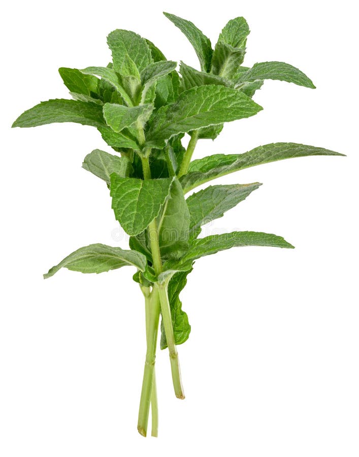 Branch of Fresh Mint with Green Leaves on Isolated Background Stock ...