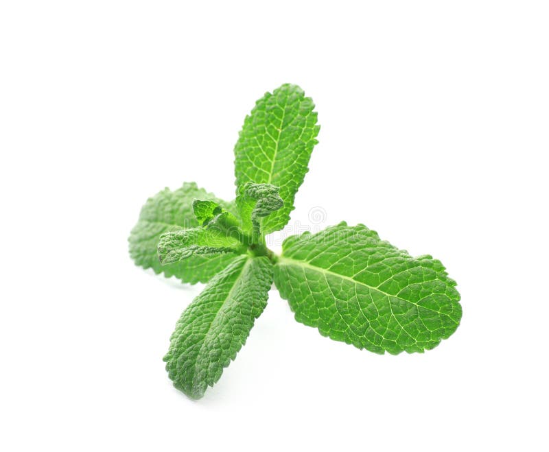 Branch of Fresh Mint on White Stock Photo - Image of balm, diet: 153699562