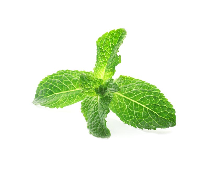 Branch of Fresh Mint on White Stock Image - Image of green, natural ...