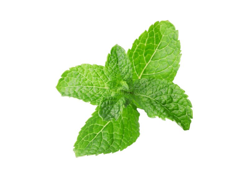 Branch of Fresh Mint Isolated Stock Photo - Image of healthy, aromatic ...