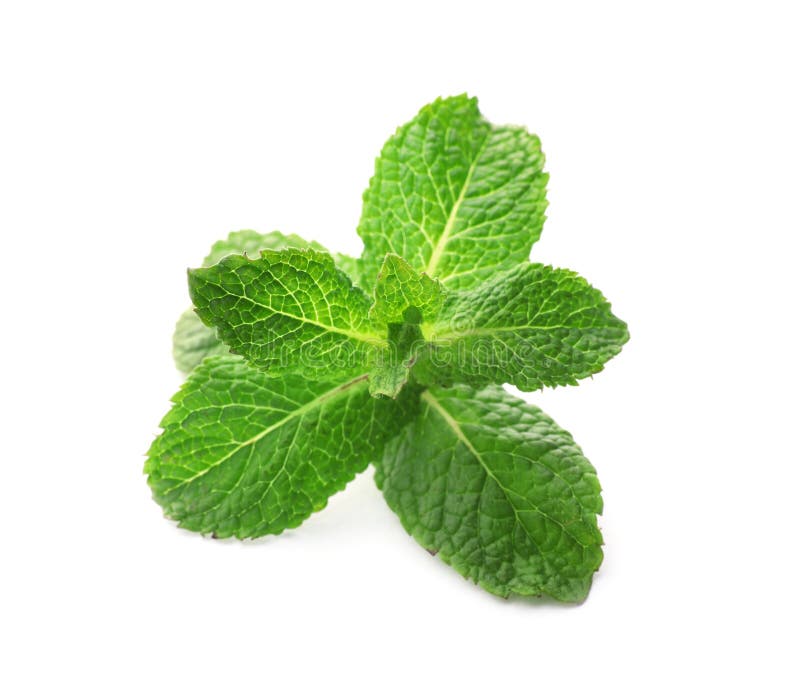 Branch of Fresh Mint on White Stock Photo - Image of herbal, green ...