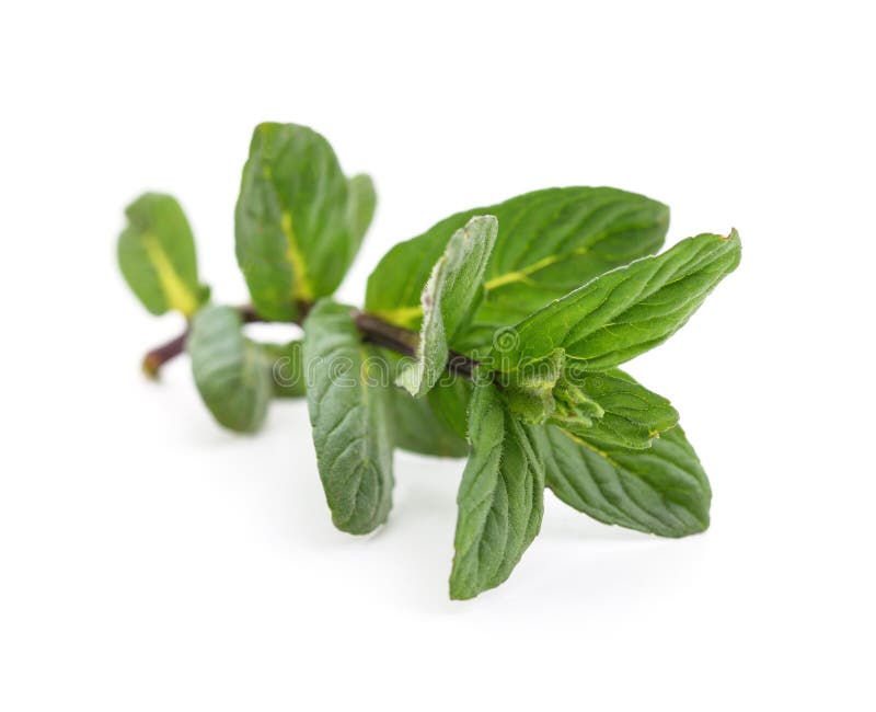 Branch Of Fresh Mint Picture. Image: 15097120