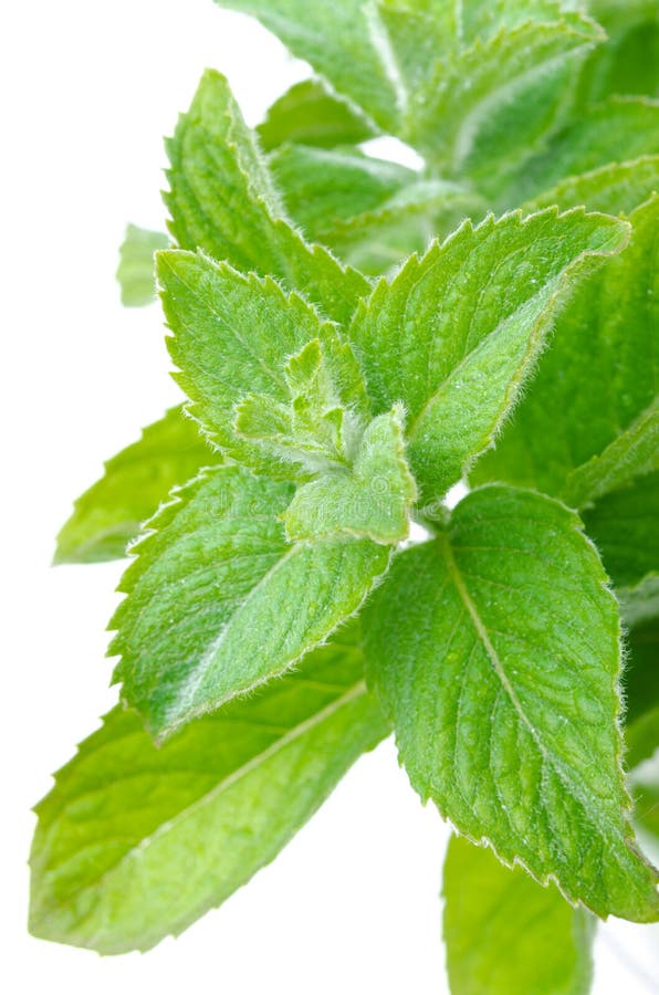 Branch of Fresh Mint Isolated on White Close-up Stock Photo - Image of ...