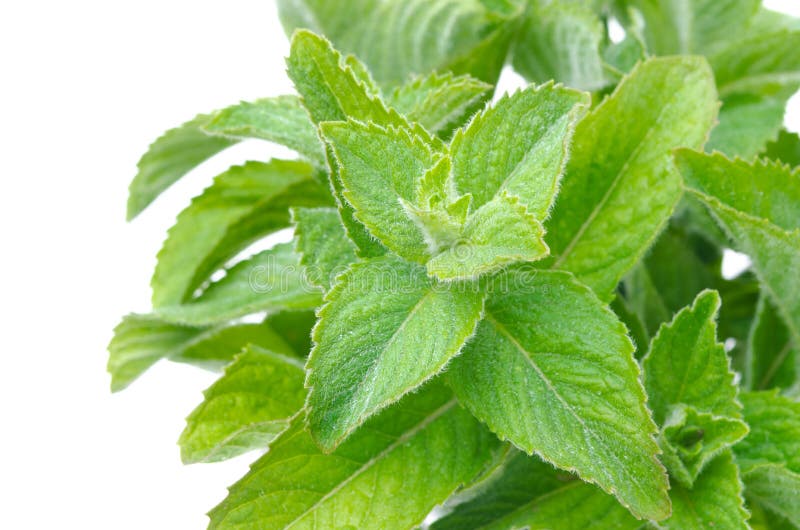 Branch of Fresh Mint Isolated on White Horizontal Stock Photo - Image ...
